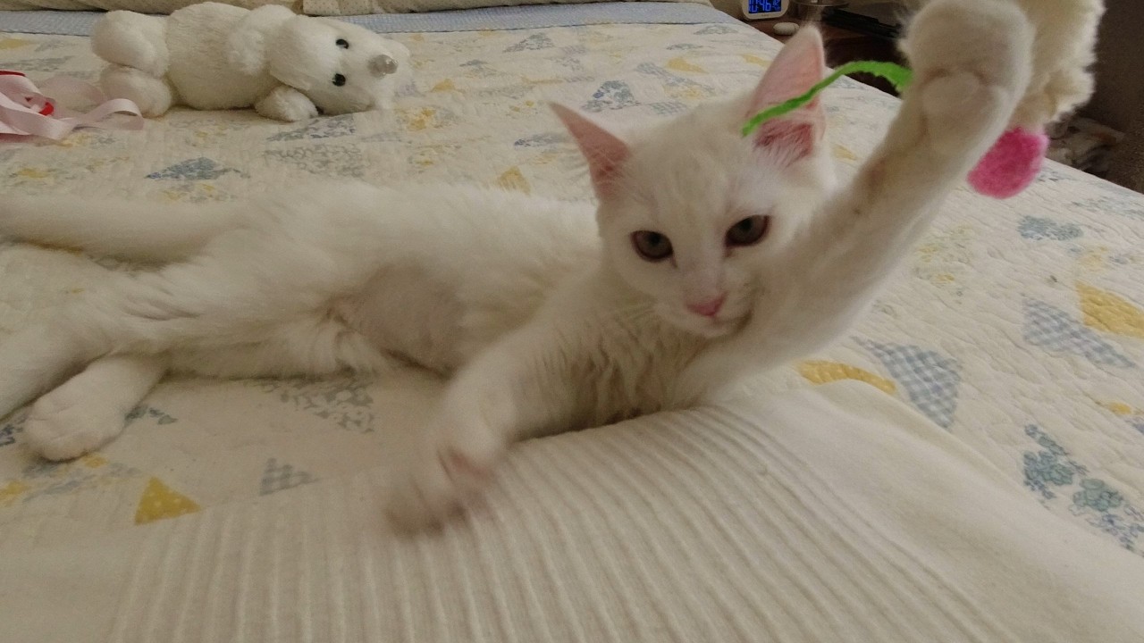 Here’s What Real Kitten Fun Looks Like - YouTube