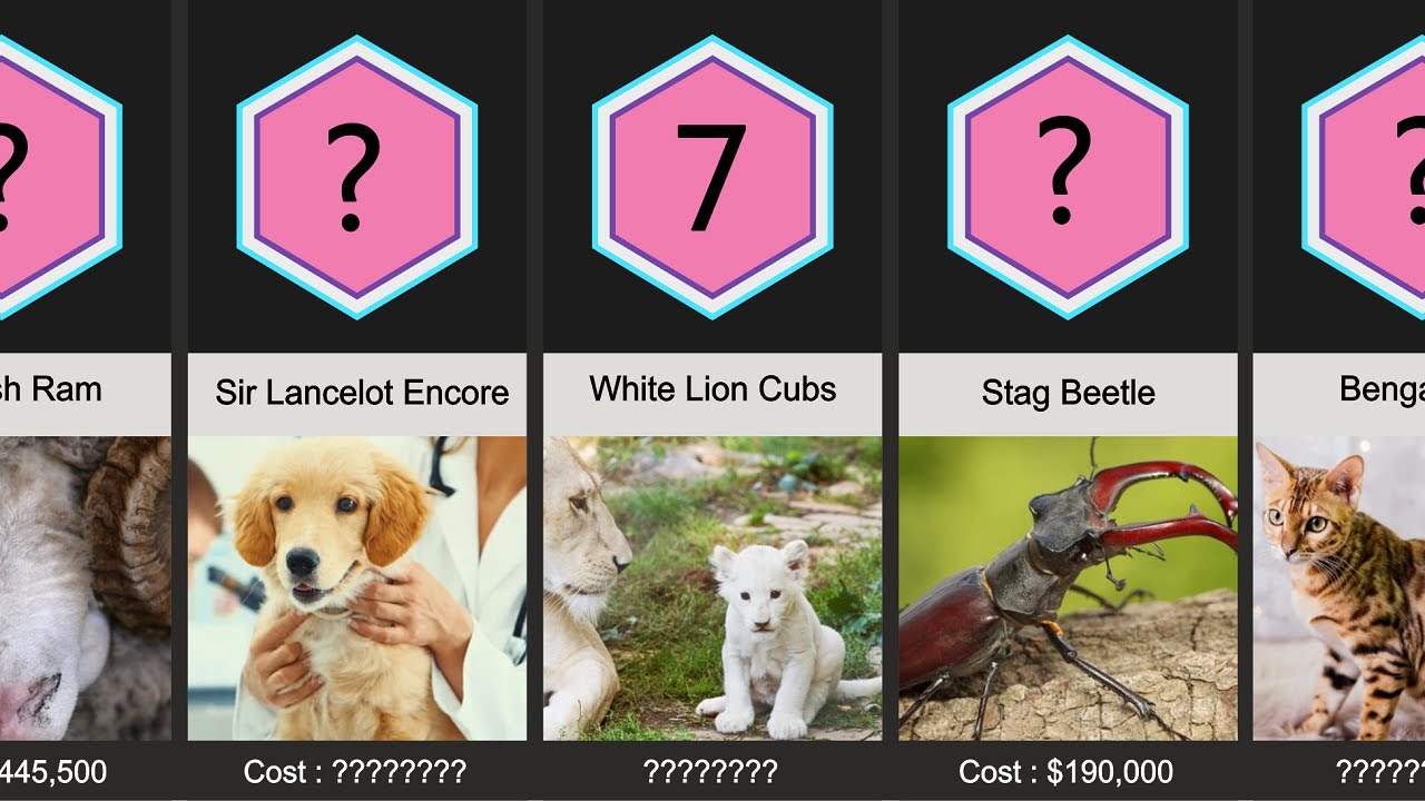 Most Expensive Pets in the world - YouTube