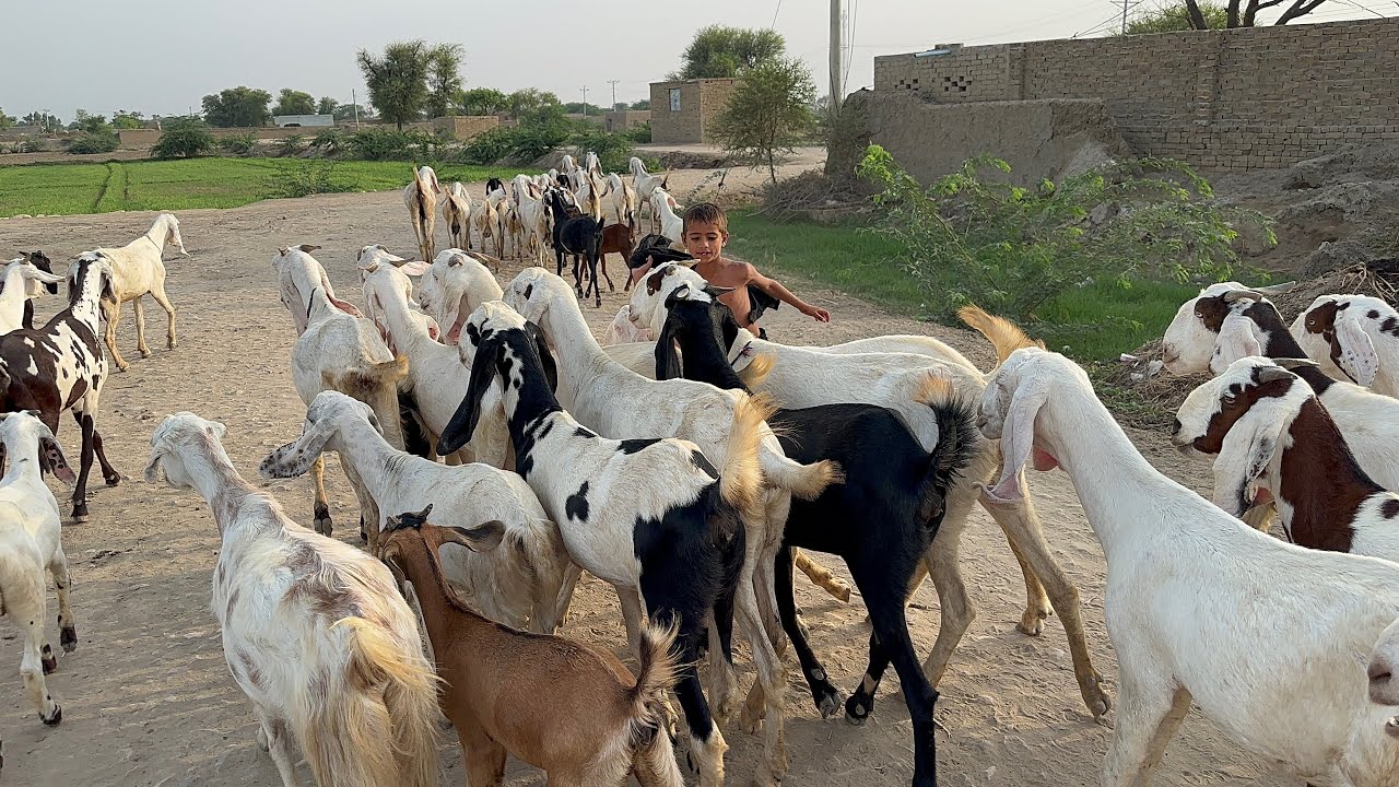 New pets farming in village 17 Sep ,2023 - YouTube