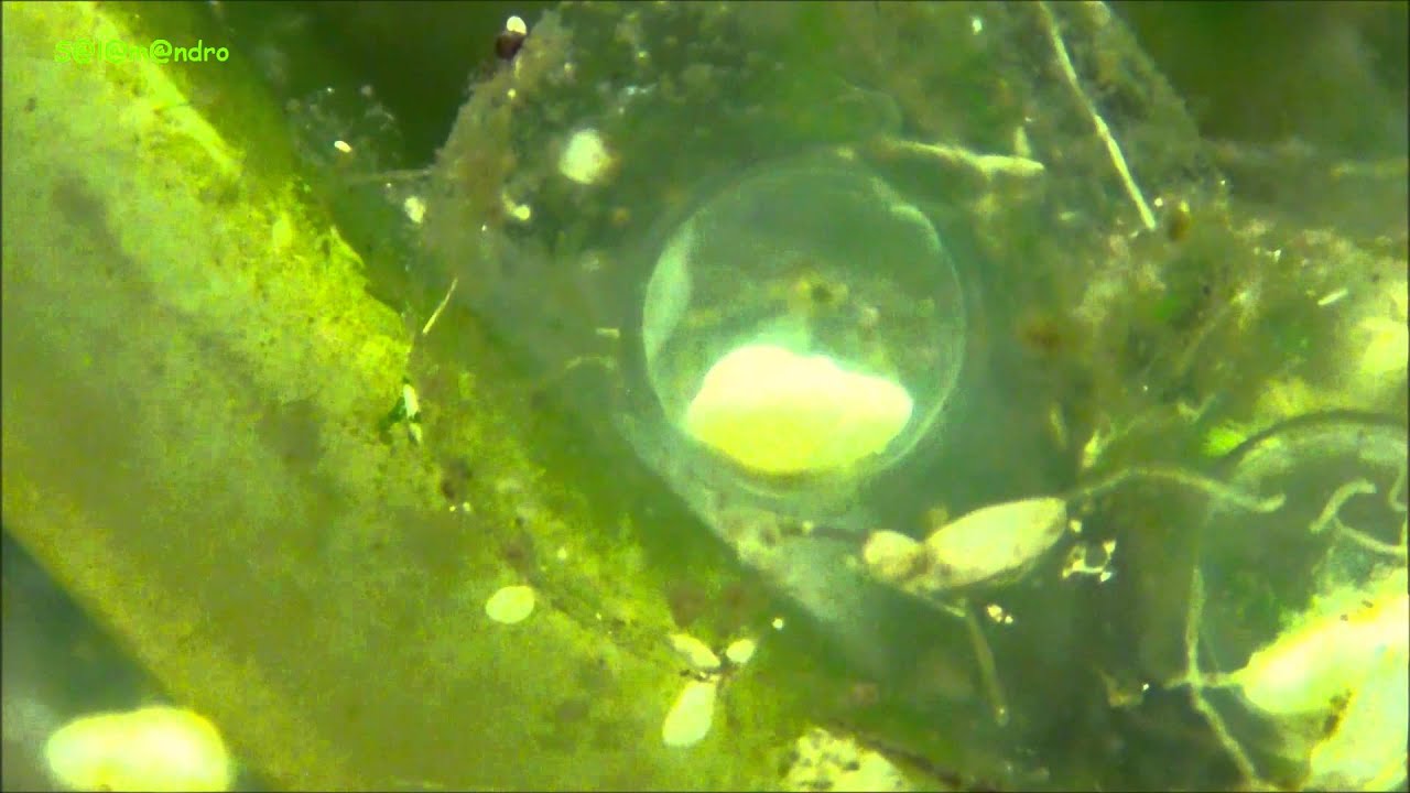 Axolotl rotierender Embryo Axolotl, rotating embryo - YouTube