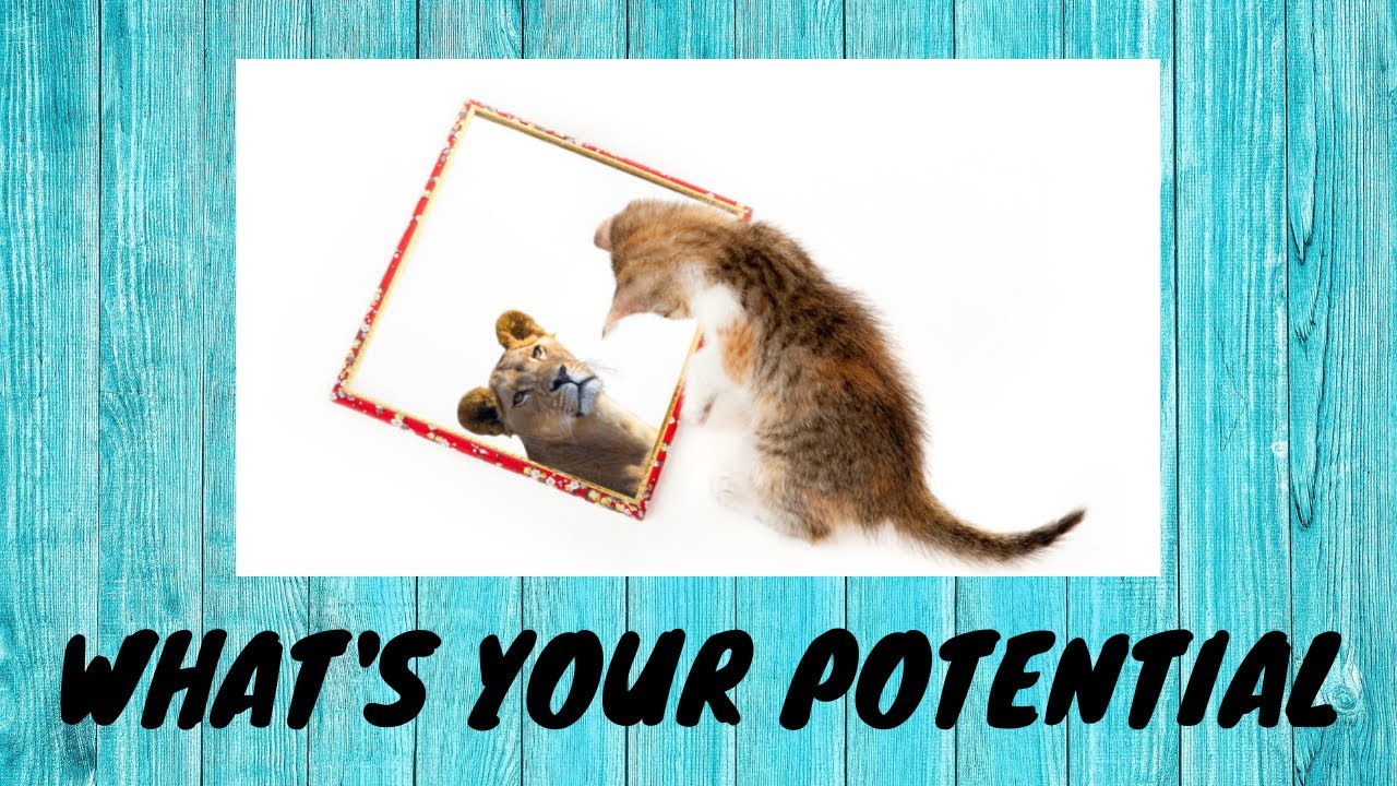 What s Your Potential YouTube what-s-your-potential-youtube