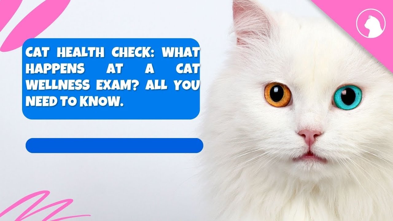 Cat Health Check: What Happens at a Cat Wellness Exam? All You Need to ...