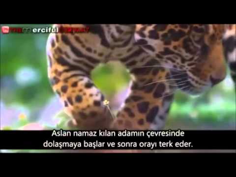 Aslan ve namaz qilan adam.qisa hekaye