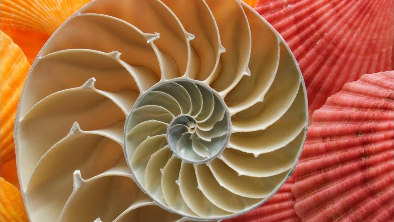 The Universal Language of Geometry - YouTube