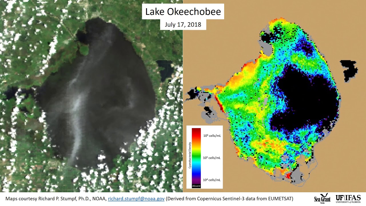 2018 Algae Bloom in Lake Okeechobee 8/14/2018 - YouTube