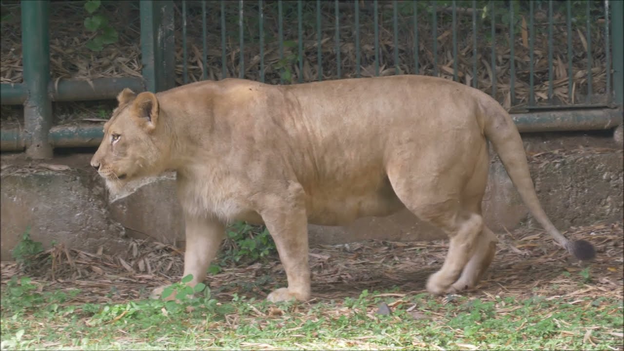 FAT Lioness Goes to Bathroom, Kasi Rayappa - YouTube