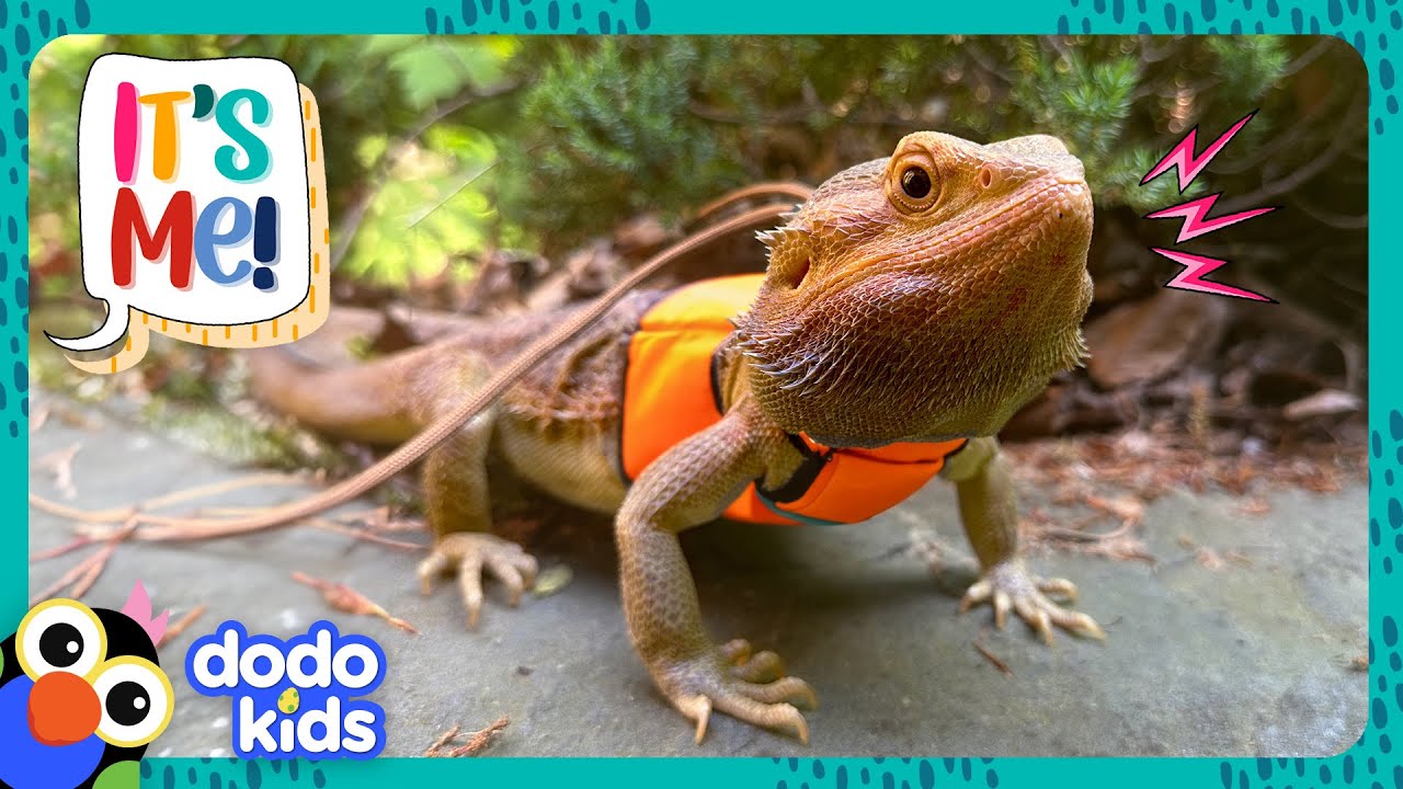 Brave Lizard Suits Up To Explore An Unknown World! | Dodo Kids | It's ...