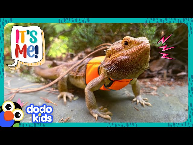 Brave Lizard Suits Up To Explore An Unknown World! | Dodo Kids | It's ...