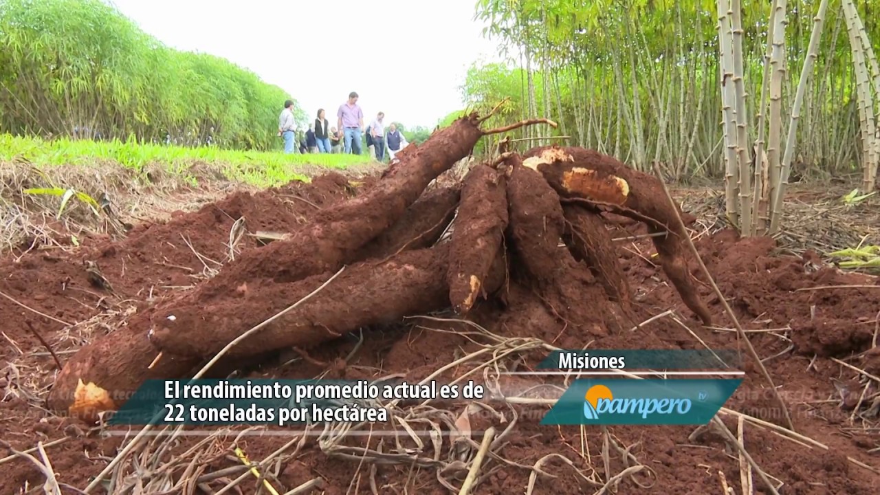 Mandioca: producir más y conservar - YouTube