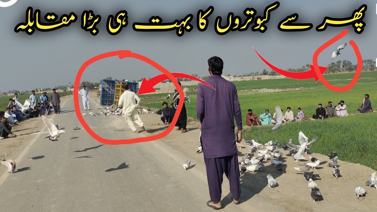 Big Pigeons Competition High Flying Tournament Kabootar video کبوتروں ...