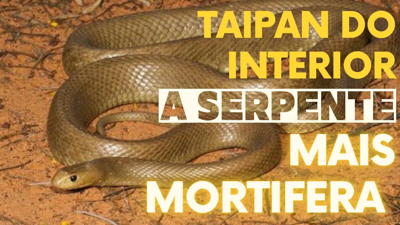 A Taipan do interior - a sepente mais venenosa do mundo - YouTube