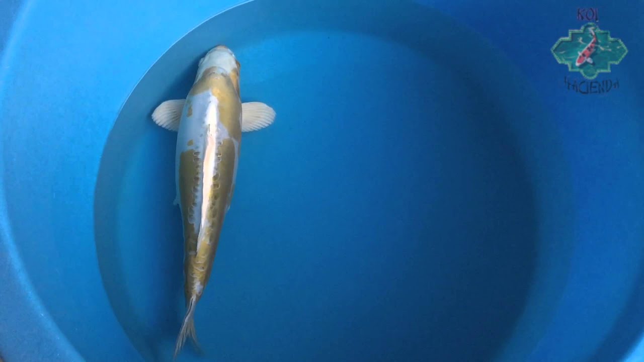 Koi Hacienda: Doitsu Hariwake (2h08) - YouTube