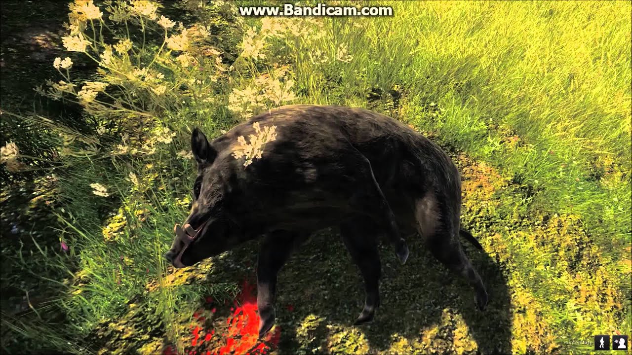 THE HUNTER: DD33's Testing The New Handgun Scope 2x6-20! - YouTube