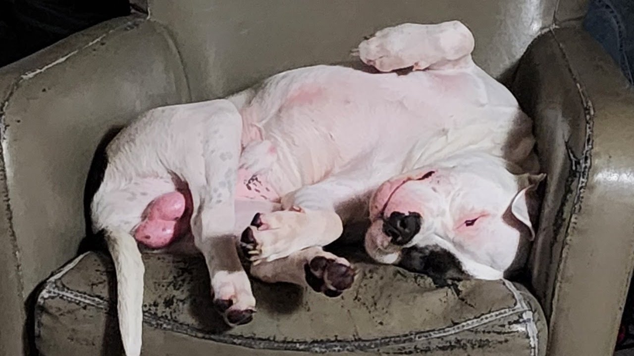 REGULAR SHOW.. DOG DAYS OF SUMMER - YouTube