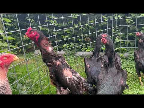 Winner breeding Shamo