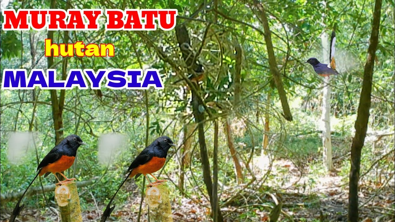 Mikat burung murai batu tanpa menggunakan pikat. - YouTube