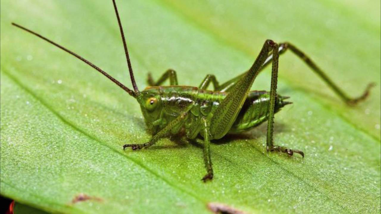 Can you hear the Crickets - YouTube