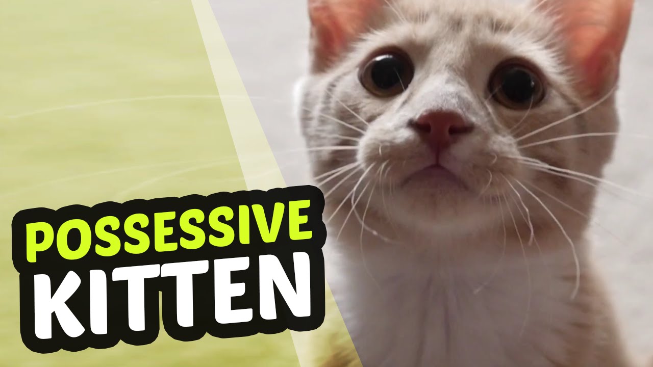 The possessive kitten - YouTube