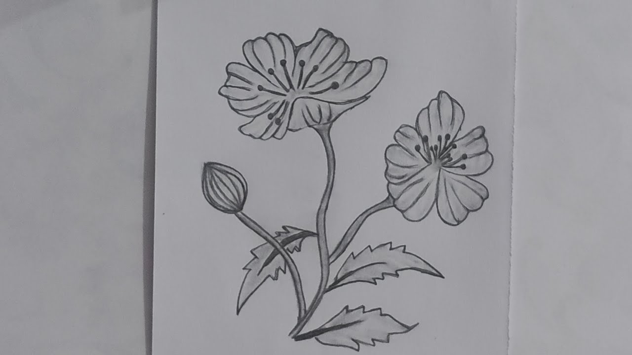 How to draw a beautiful buttercup flower | Step by step easy pencil ...