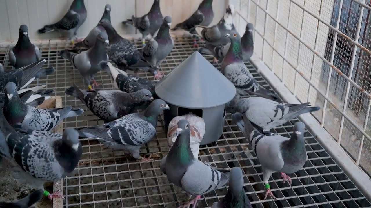 Vitamix Pro - Cest Pharma - YouTube