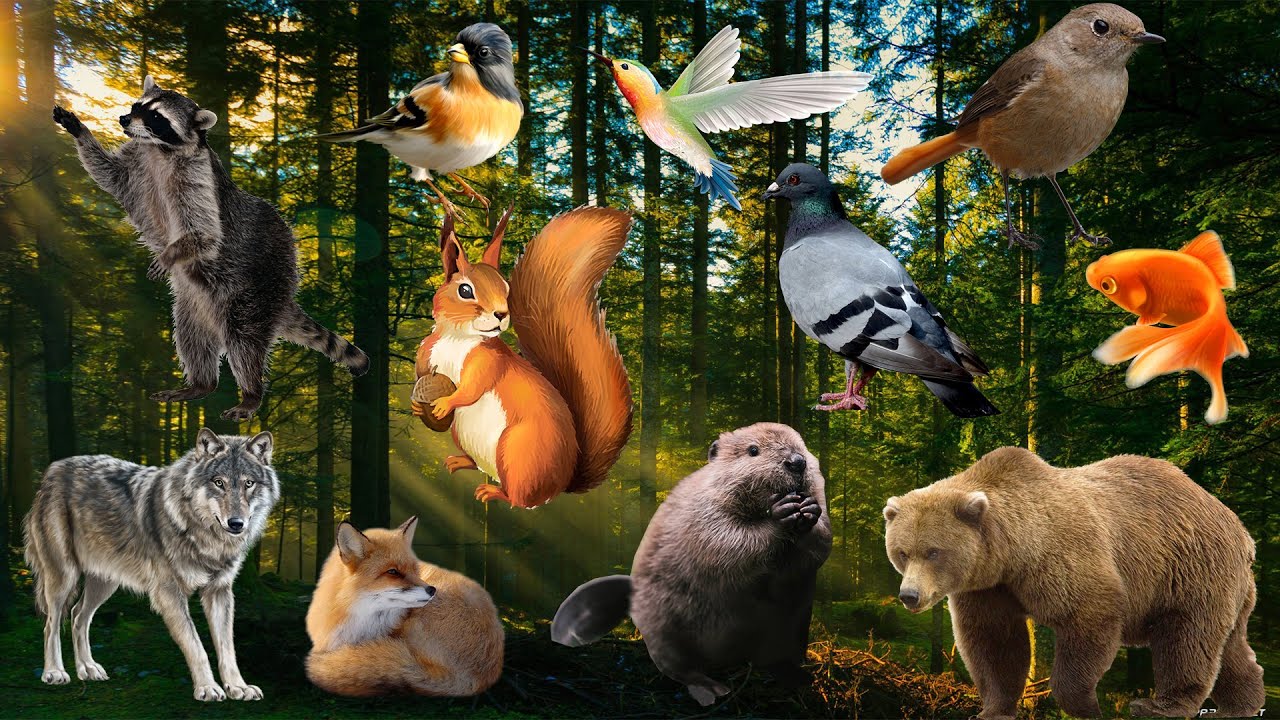 Different forest animals for children and not only, with sounds ...