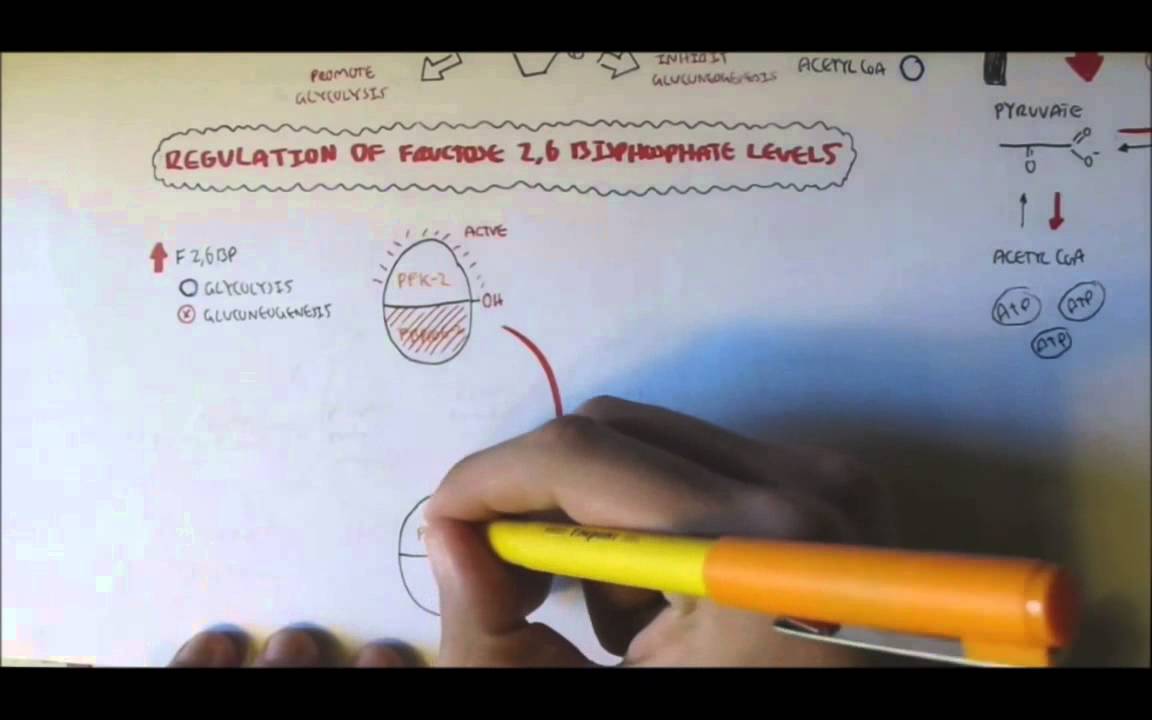 Fructose 6 Phosphate - Fructose 1,6 Bisphosphate Regulation ( By F26BP ...
