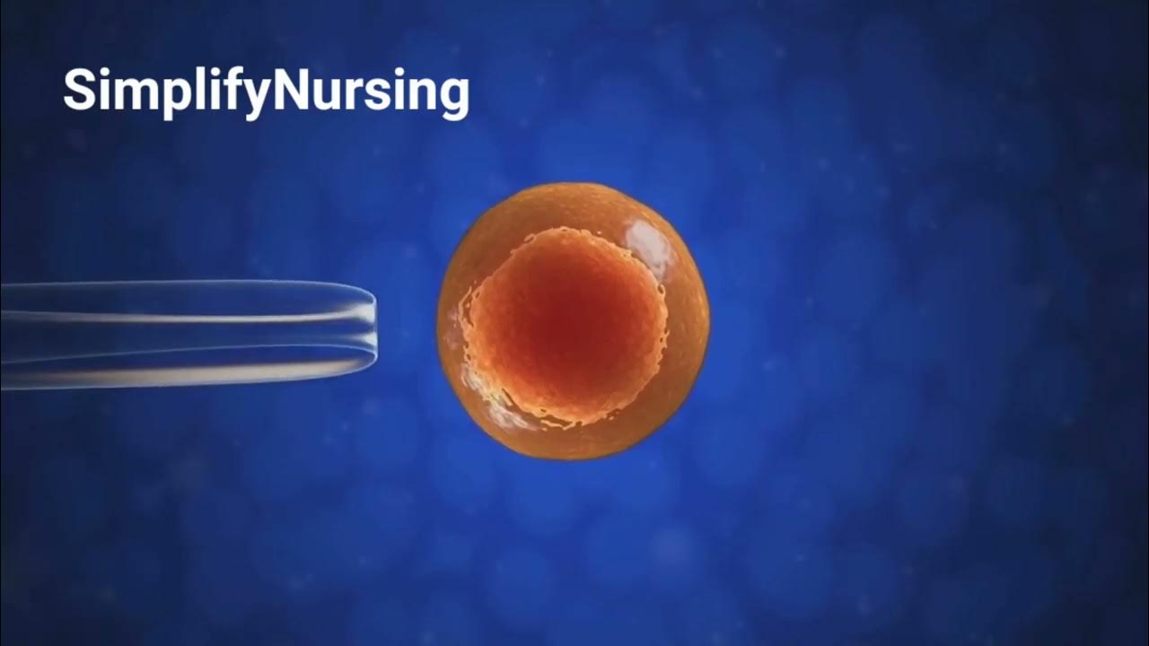 The fascinating Journey of fertilization: How Sperm Fertilize an Egg ...