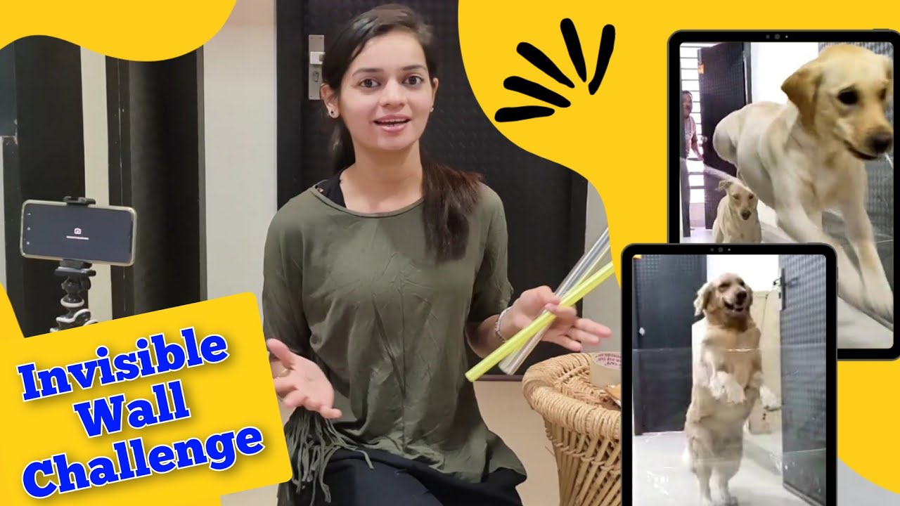 My Pets React to the Invisible Wall Challenge‼️ | Funny Reactions ...
