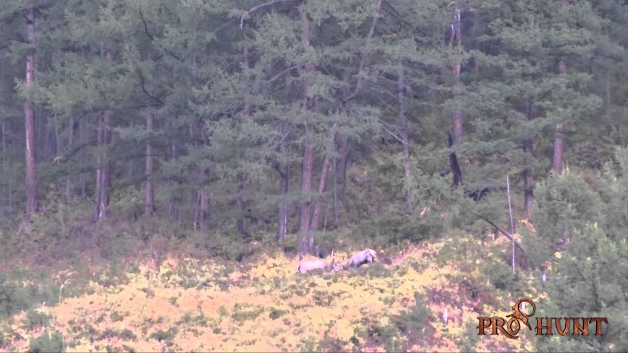 Maral Hunting In Kazakhstan - YouTube