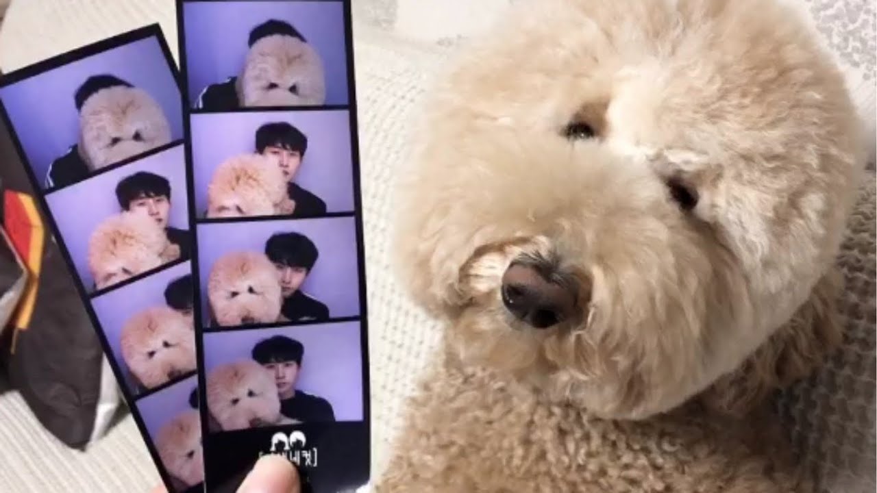 특별한 추억이 될 대형견과 인생네컷 도전기ㅎㅎ - YouTube