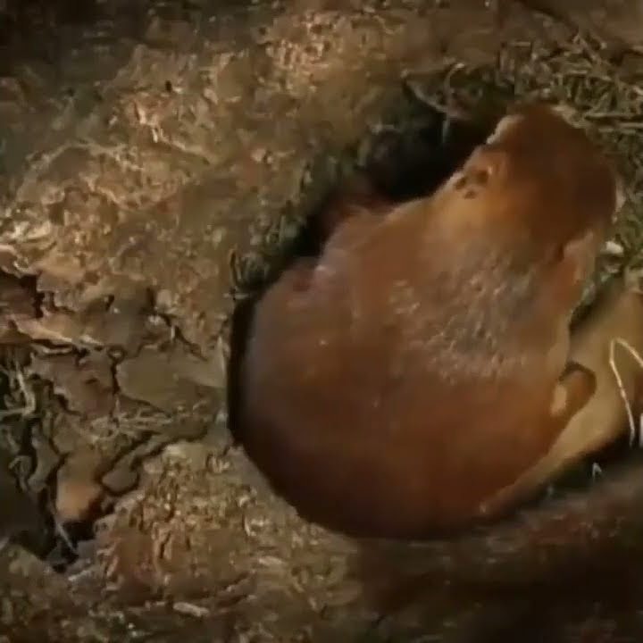 Squirrel Giving Birth Youtube