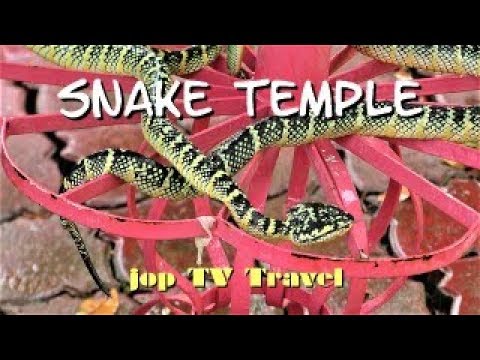 Visit the Snake Temple in Bayan Lepas (Isle Penang) Malaysia jop TV ...