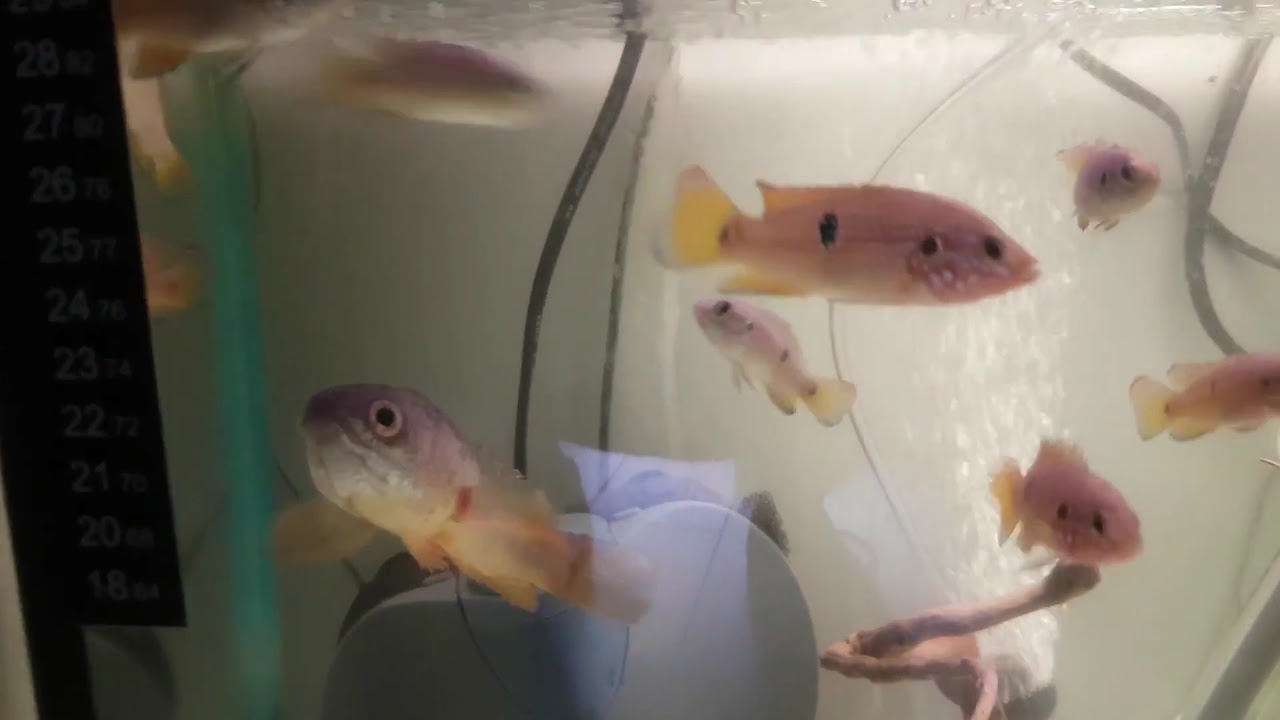 Climbing perch & Jewel cichlid fry - YouTube