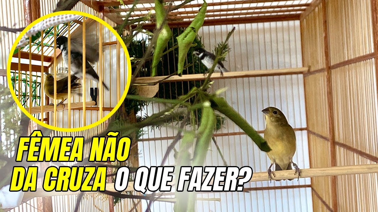 6 RAZÕES fêmea de coleiro não pedir gala e como resolver - YouTube