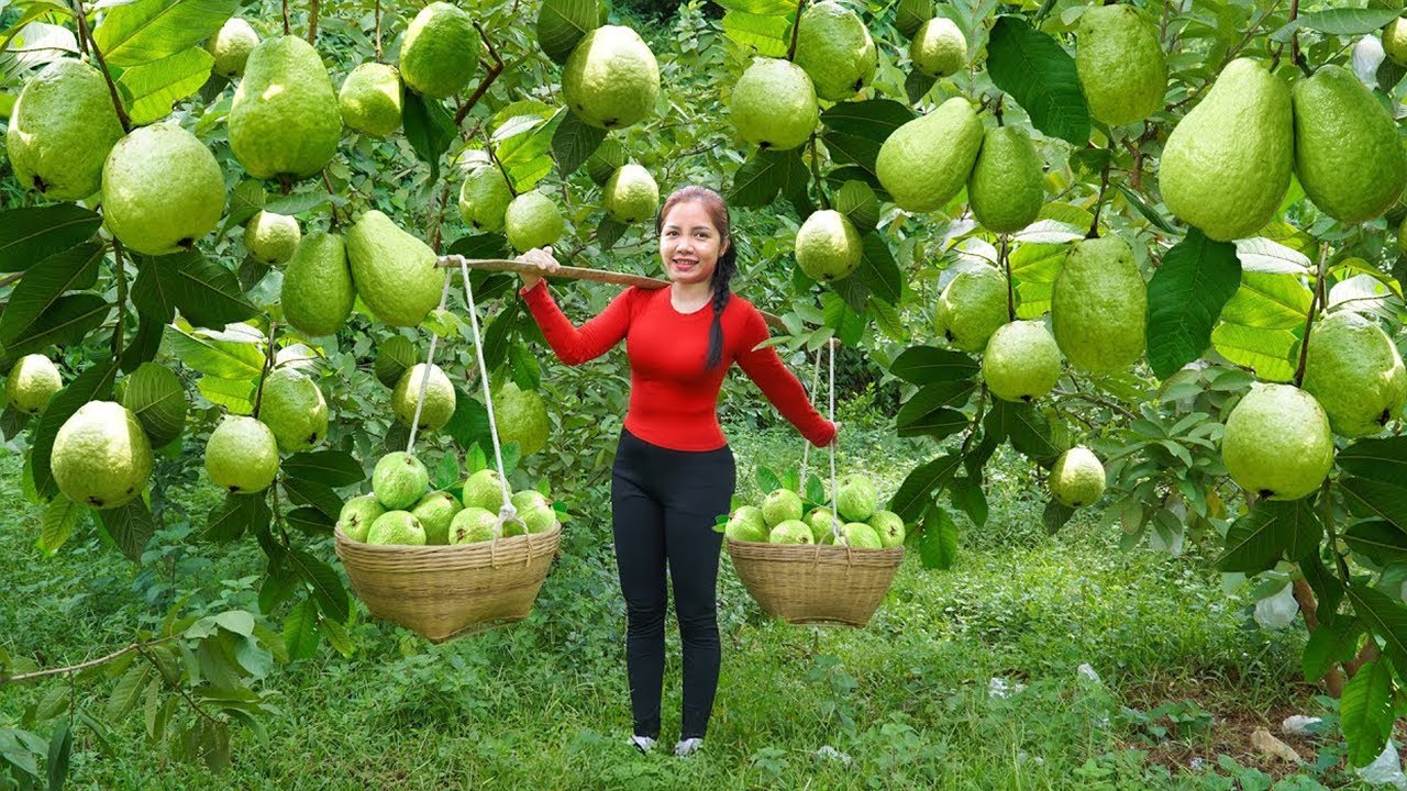 Harvesting Sweet Seedless Guava with Daughter Goes To Market Sell ...