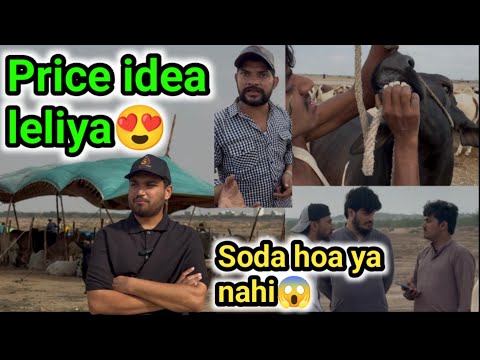 Sodey ki bargaining rates at Northern mandi 😱| Mazeed trucks update😍