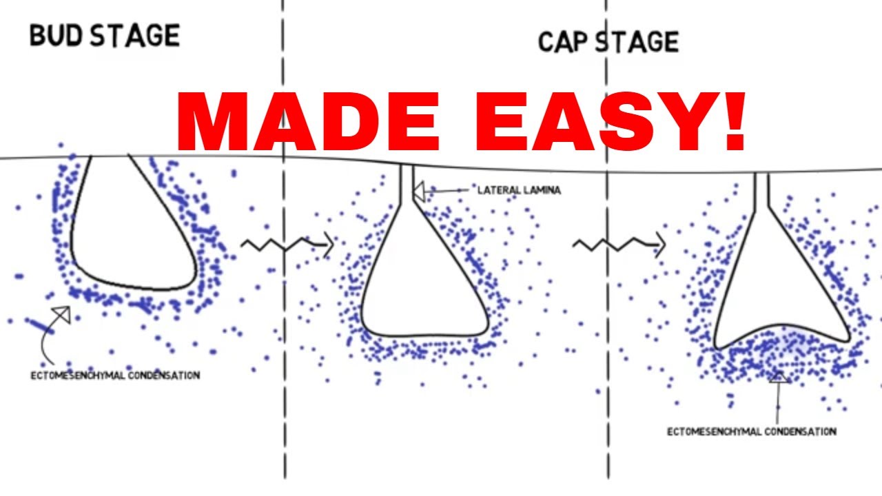 Development of Tooth | Part II | Cap Stage | Oral Biology - YouTube