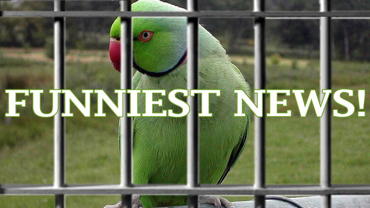 10 Funniest And Weirdest News Stories Of India Tens Of India YouTube 10 Funniest And Weirdest News Stories Of India Tens Of India YouTube