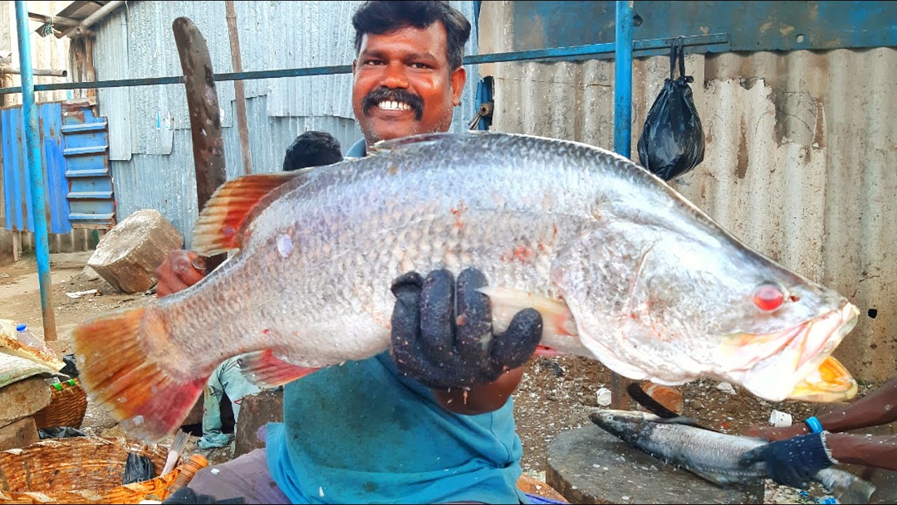 12KG $90 BARAMUNDY FISH || ORIGINAL KODUVAA MEEN - YouTube