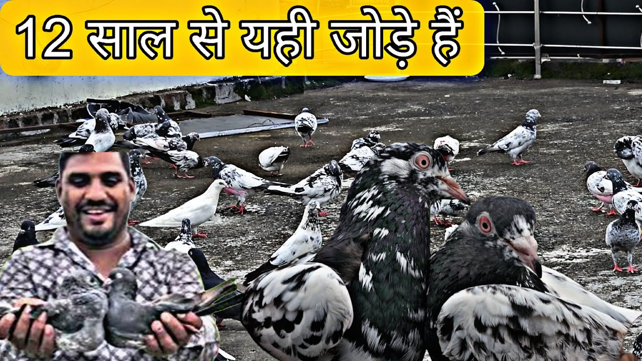 यही पुरानी नस्ल के जोड़ों के बच्चे आज भी उड़ाते हैं विशाल भाई - YouTube