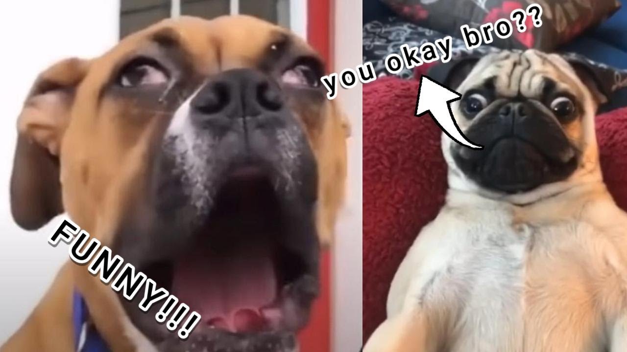 Reacting to some of the FUNNIEST DOG VIDEOS!!! - YouTube