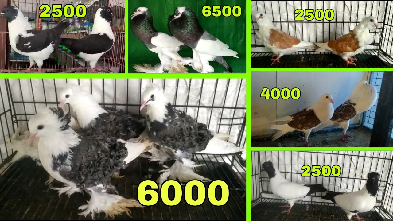 fancy pigeon all breed available 🕊 , Madina king, Chinese owl, Nek Pai ...