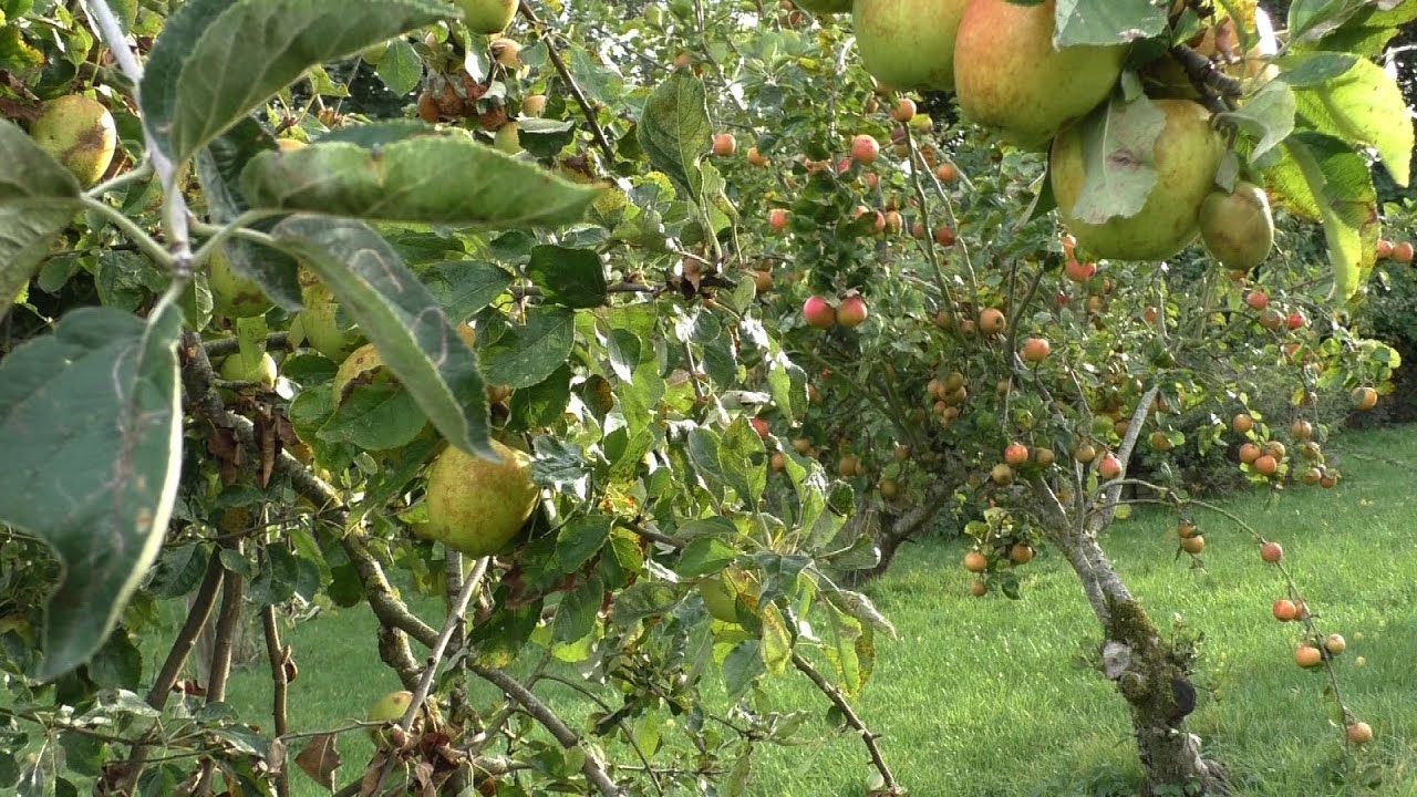 ORCHARD Thomas A Clark - YouTube