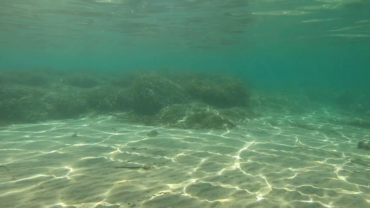 Fish Story YouTube fish-story-youtube