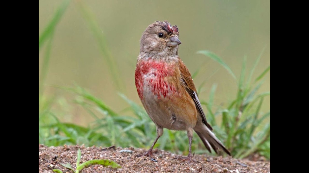 canto pardillo - Linnet singing -chant de linotte melodieuse - YouTube