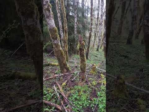 Northwest Sasquatch Researcher Uncovers Elk Sign and Potential Bigfoot ...