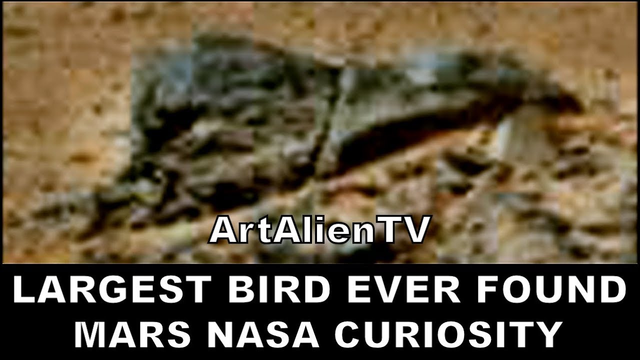 Mars - Largest Bird Ever Found: Massive Thunderbird. ArtAlienTV - YouTube