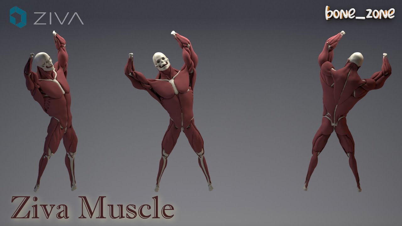 Vinod Soni - Ziva | Fascia, Muscle, Body | Human Muscle Dynamics - YouTube