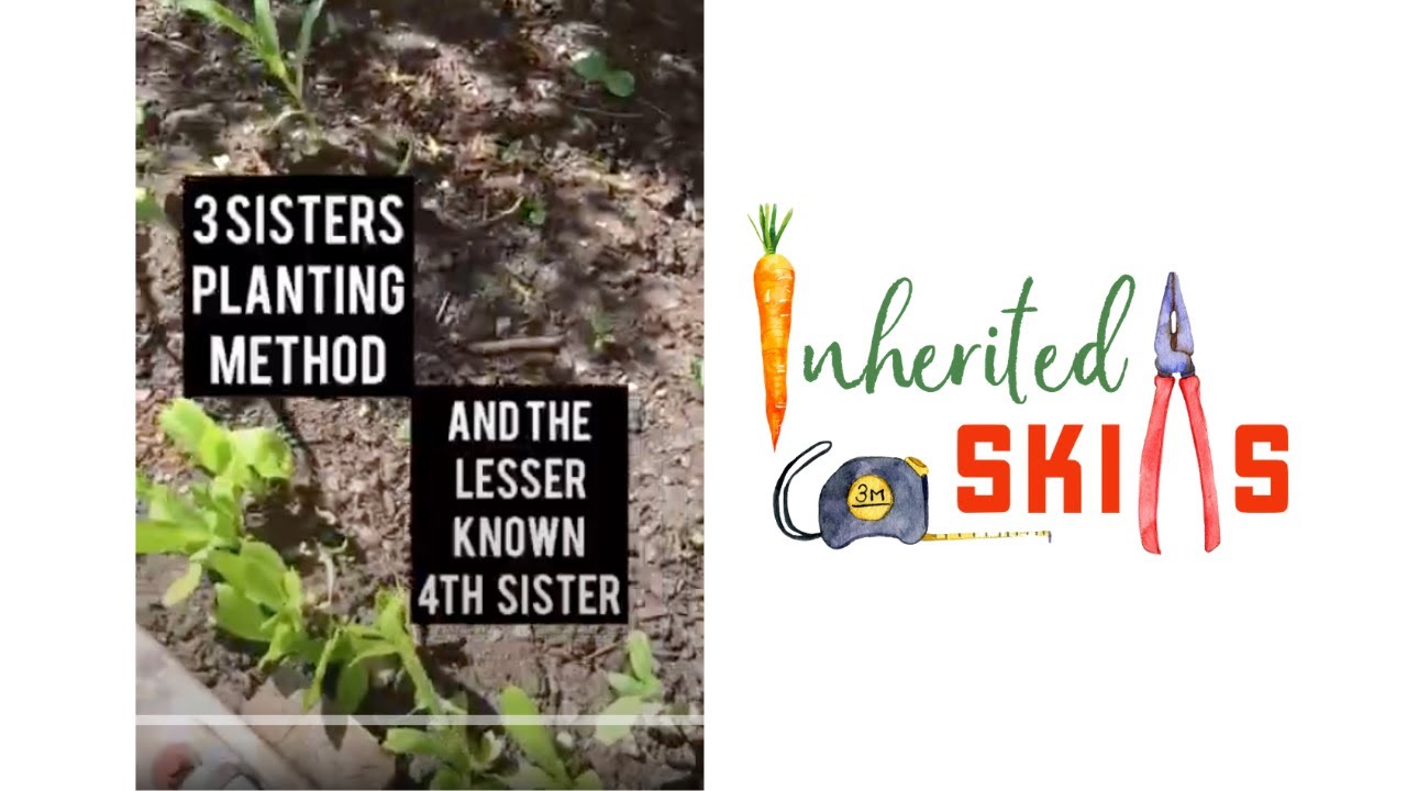 The 3 sisters planting method and the secret fourth sister! {45 Second ...