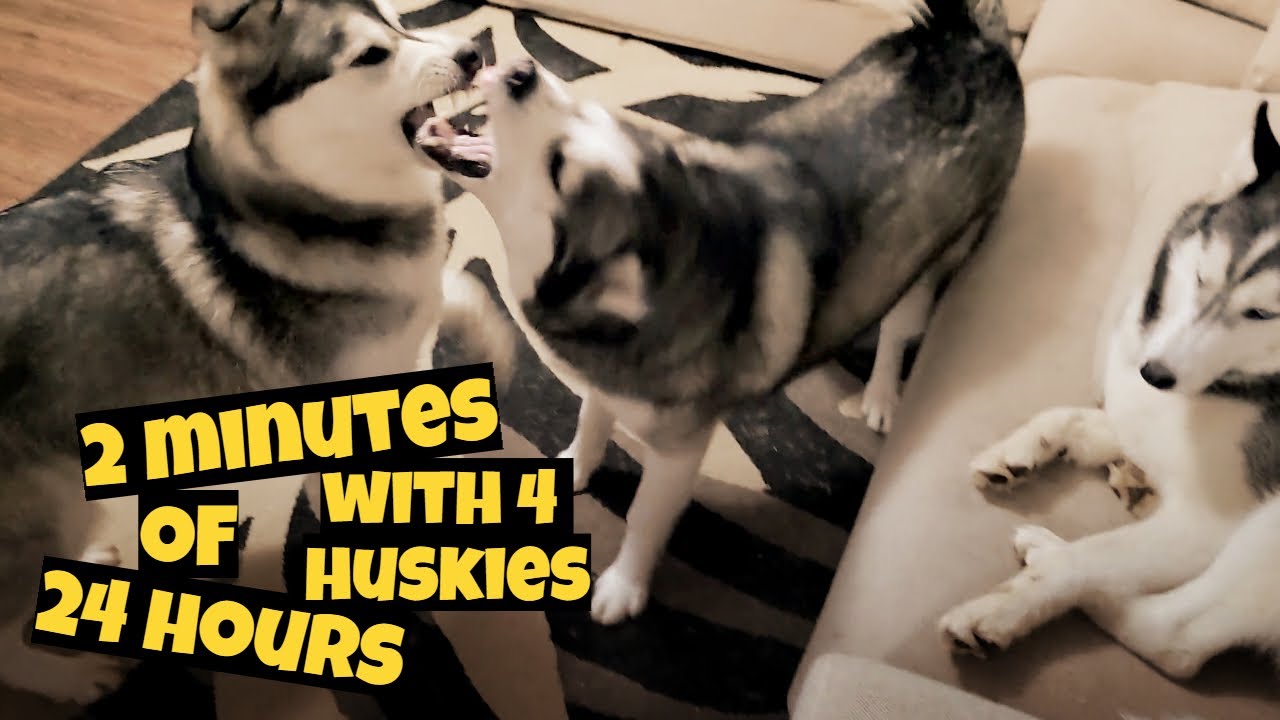 2 minutes of HUSKIES PLAYFIGHTING #husky #dog #vlog #dogfight - YouTube